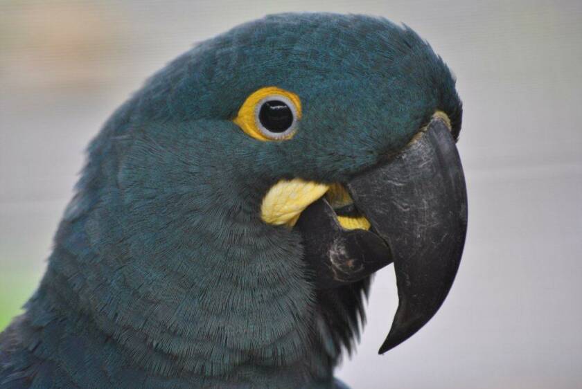 Loro Parque Fundación traslada 6 loros en peligro de extinción para su ...