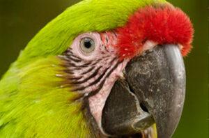 Ara militaris, Guacamayo militar • Loro Parque Fundación