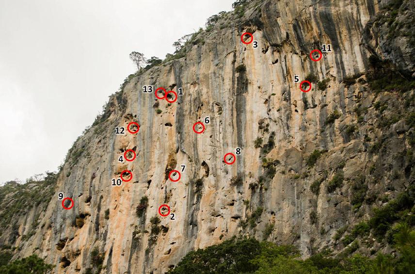 Rhynchopsitta terrisi, Maroon-fronted parrot • Loro Parque Fundación