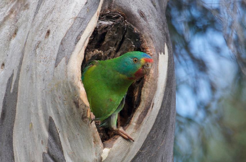 Lathamus discolor, Swift parrot • Loro Parque Fundación