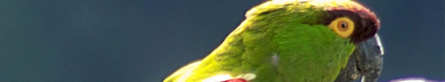 Rhynchopsitta terrisi, Maroon-fronted parrot • Loro Parque Fundación