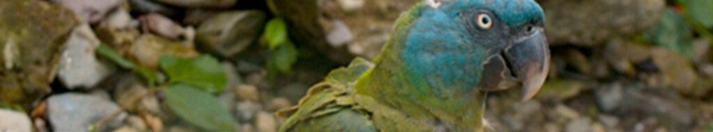 Primolius couloni, Blue-headed Macaw • Loro Parque Fundación