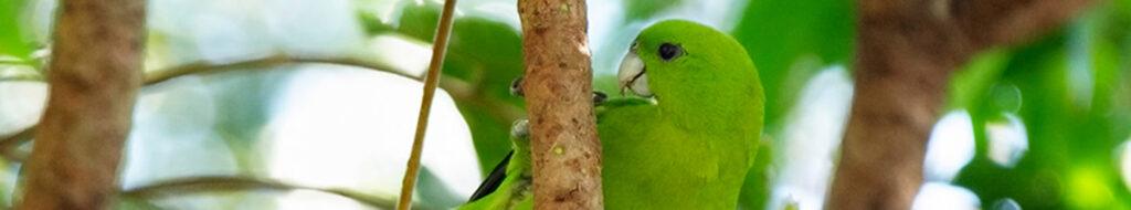 Prioniturus luconensis, Green racket-tail • Loro Parque Fundación