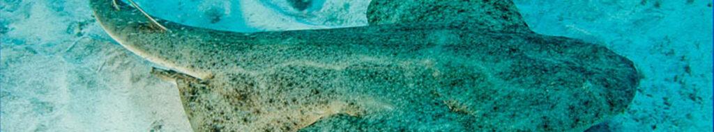 Squatina squatina, Angel shark • Loro Parque Fundación