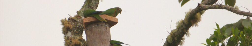 Pyrrhura viridicata, Santa Marta Parakeet • Loro Parque Fundación