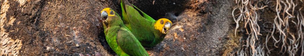 Poicephalus flavifrons, Yellow-fronted Parrot • Loro Parque Fundación