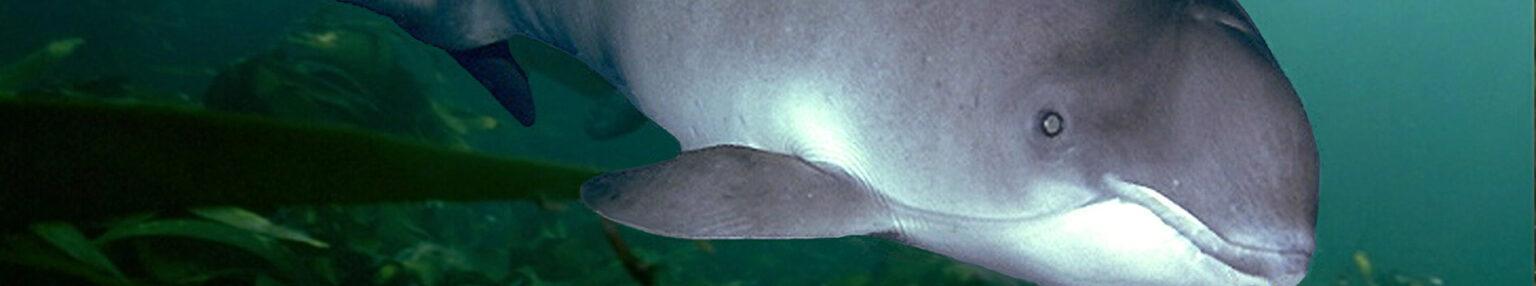 Phocoena phocoena, Marsopa común • Loro Parque Fundación