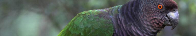 Amazona imperialis, Imperial Parrot • Loro Parque Fundación