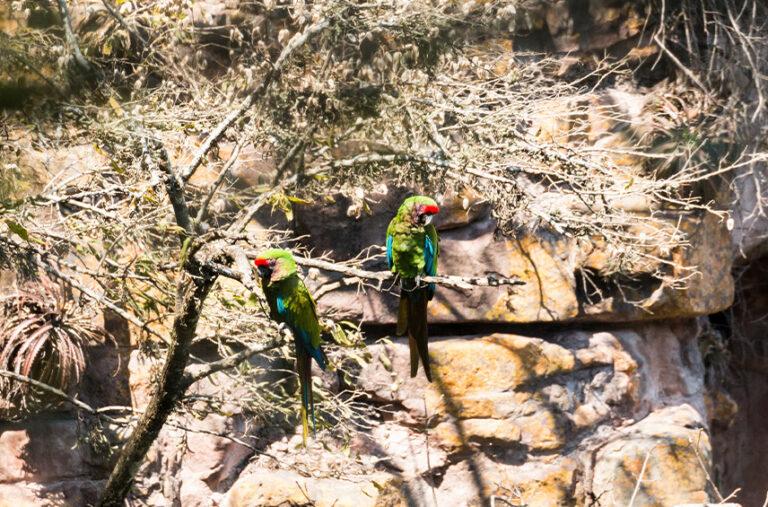 Ara militaris, Guacamayo militar • Loro Parque Fundación