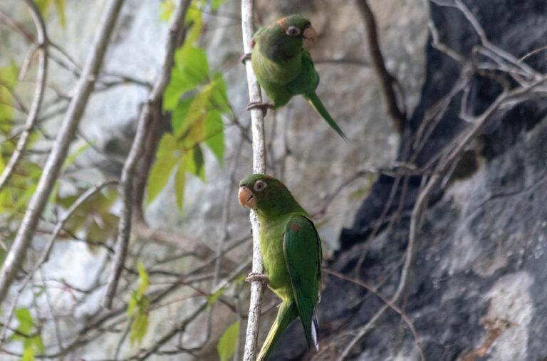 Psittacara euops, Cuban parakeet • Loro Parque Fundación