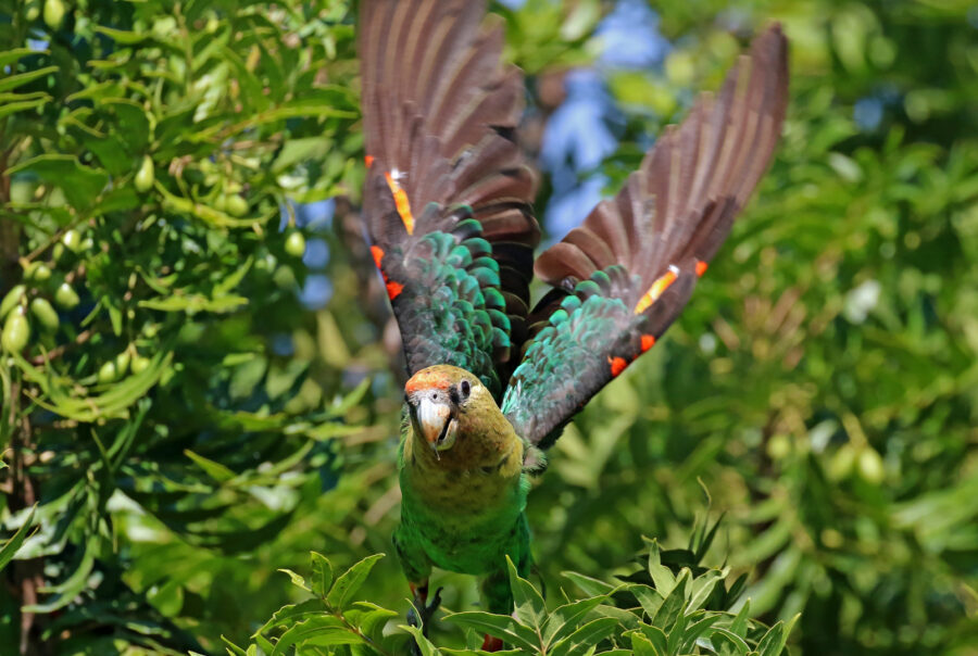 Poicephalus robustus, Cape Parrot • Loro Parque Fundación