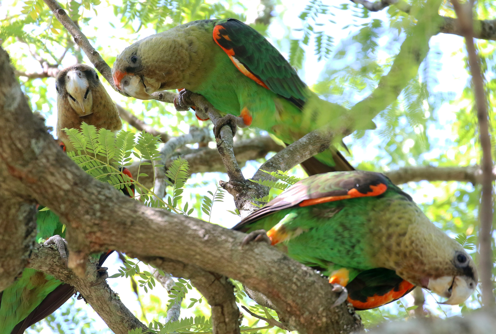 Poicephalus robustus, Cape Parrot • Loro Parque Fundación