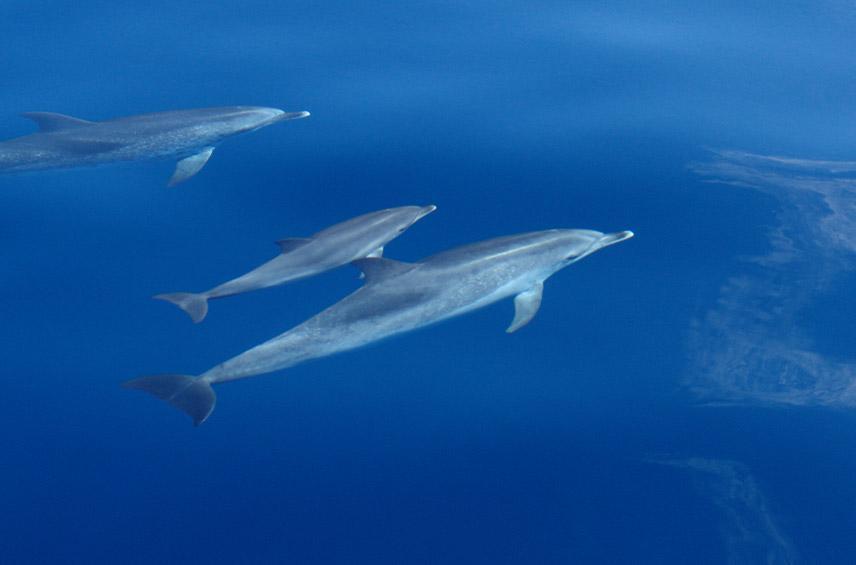 Tursiops truncatus, Delfín mular • Loro Parque Fundación