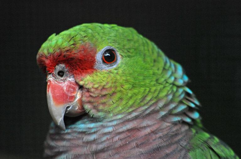 Amazona vinacea, Loro de pecho vinoso • Loro Parque Fundación