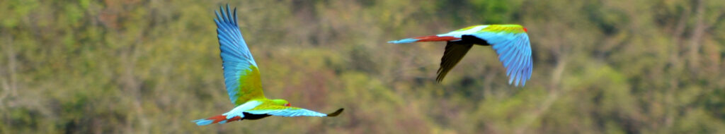 Ara militaris, Guacamayo militar • Loro Parque Fundación