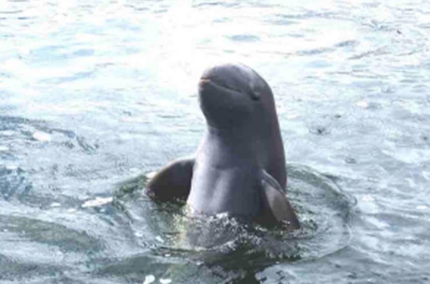 Orcaella brevirostris, Irrawaddy dolphin • Loro Parque Fundación