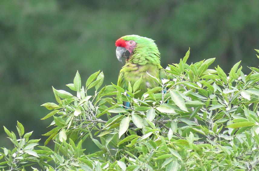 Ara militaris, Guacamayo militar • Loro Parque Fundación