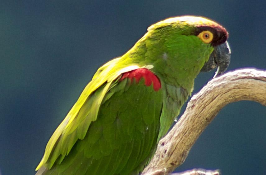 Rhynchopsitta terrisi, Cotorra Serrana Oriental • Loro Parque Fundación