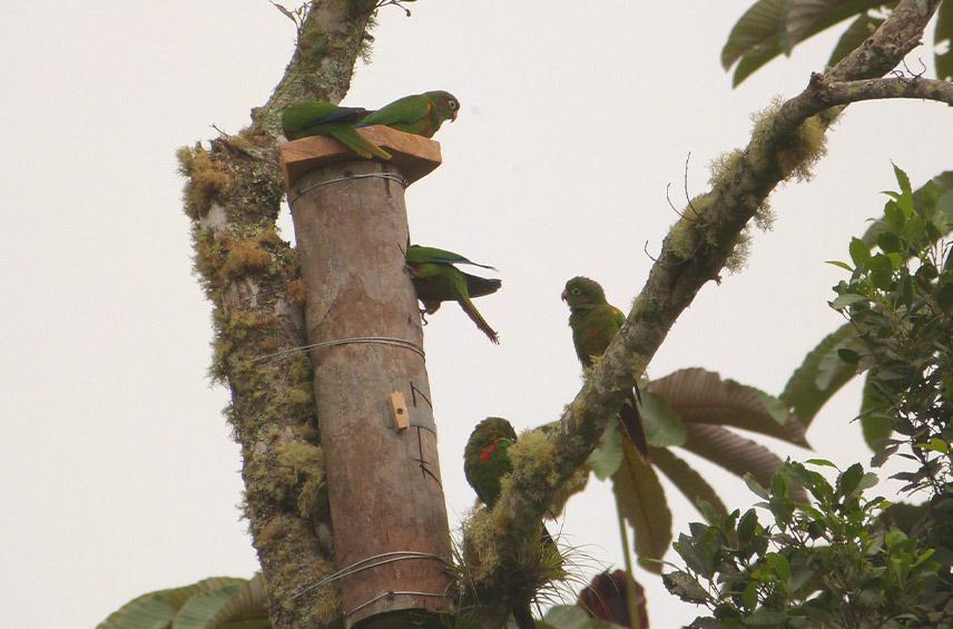Pyrrhura viridicata, Santa Marta Parakeet • Loro Parque Fundación