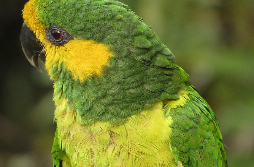 Recuperación del Loro Orejiamarillo • Loro Parque Fundación