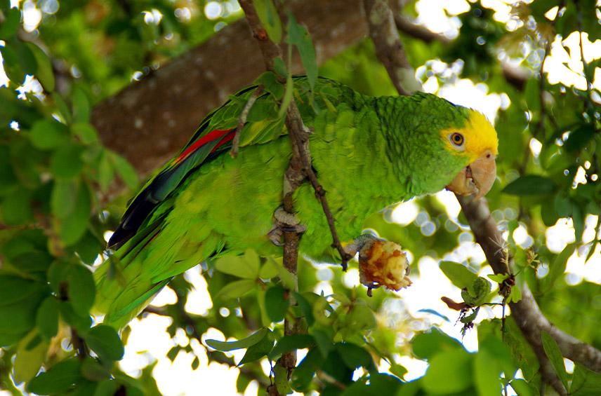 Amazona oratrix, Yellow-headed amazon parrot • Loro Parque Fundación