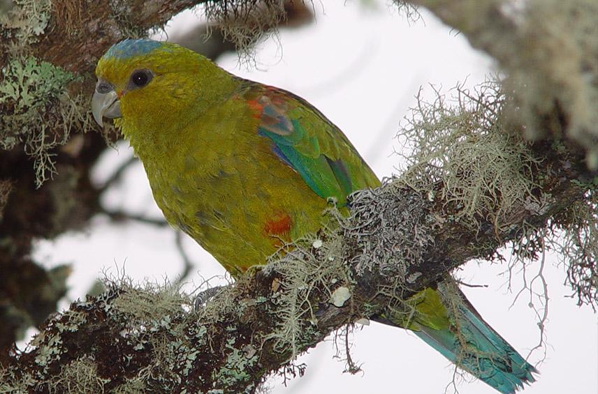 Hapalopsittaca fuertesii, Fuertes' Parrot • Loro Parque Fundación
