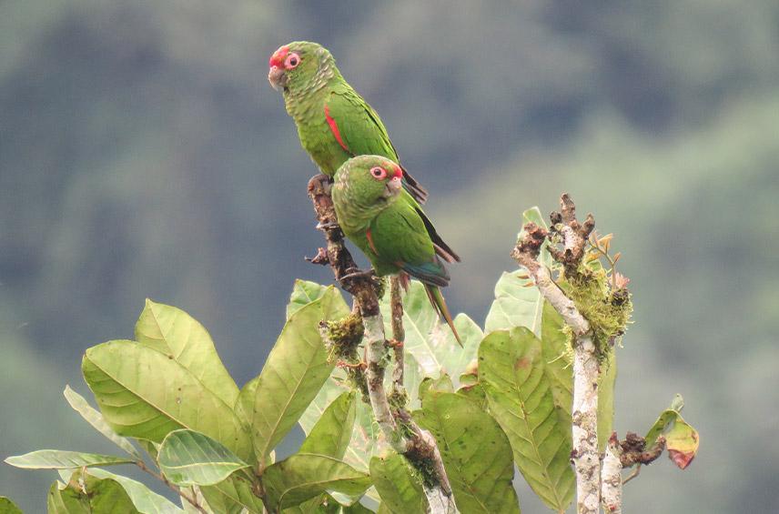 Pyrrhura orcesi, El Oro Parakeet • Loro Parque Fundación
