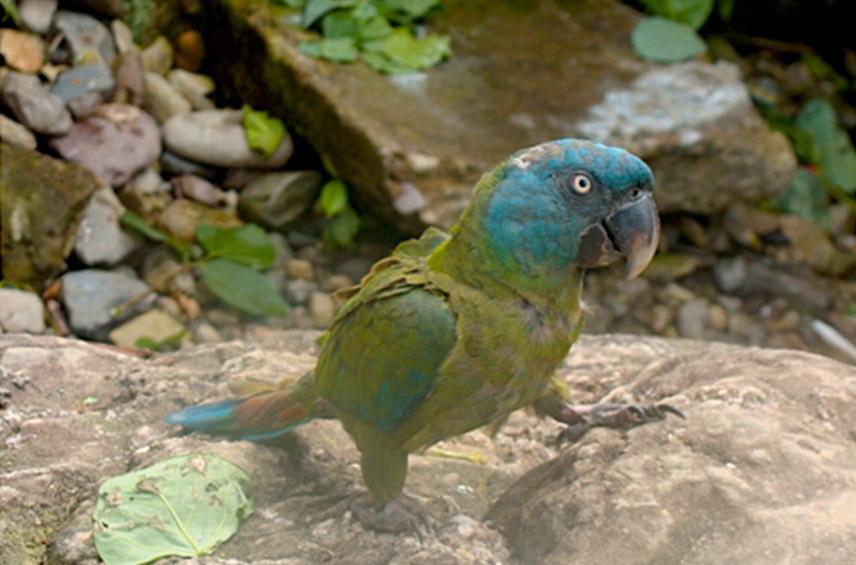 Primolius couloni, Blue-headed Macaw • Loro Parque Fundación