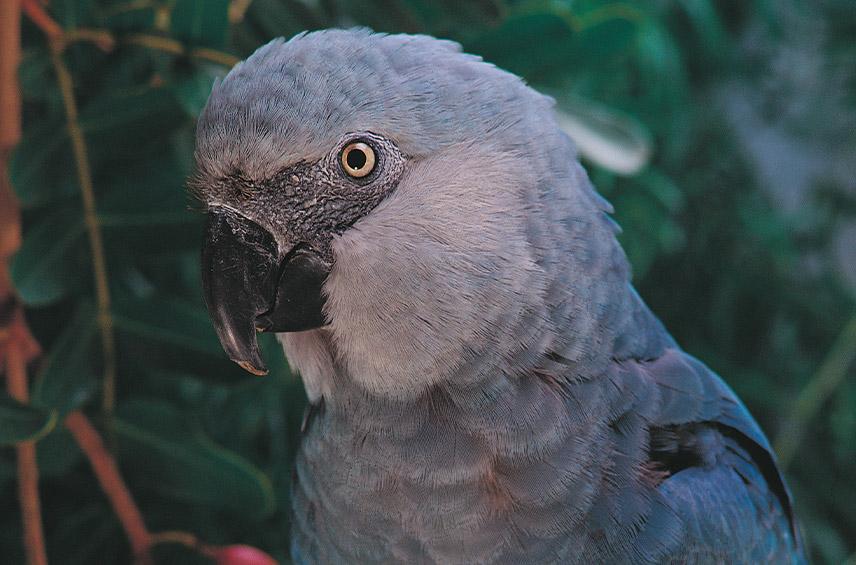 Cyanopsitta spixii, Spix's Macaw • Loro Parque Fundación