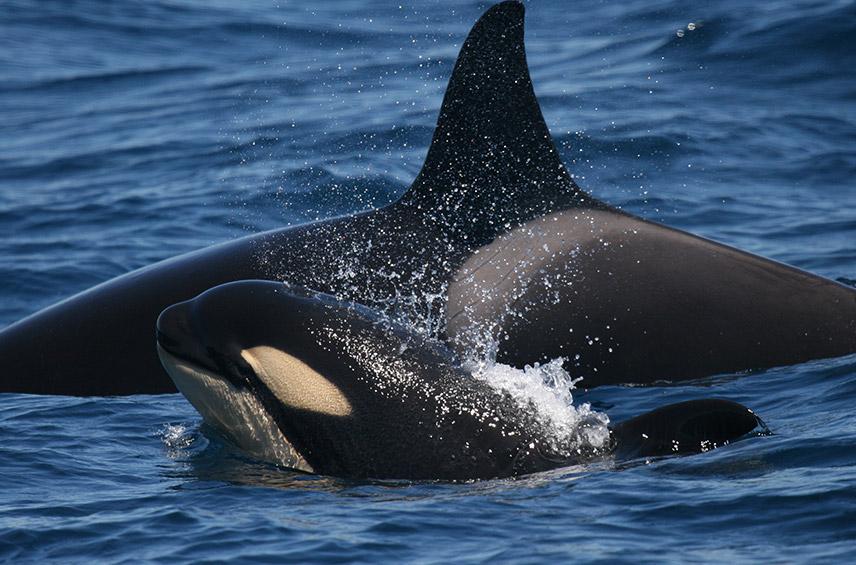 Orcas in the Strait of Gibraltar