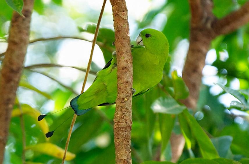 Prioniturus luconensis, Green racket-tail • Loro Parque Fundación