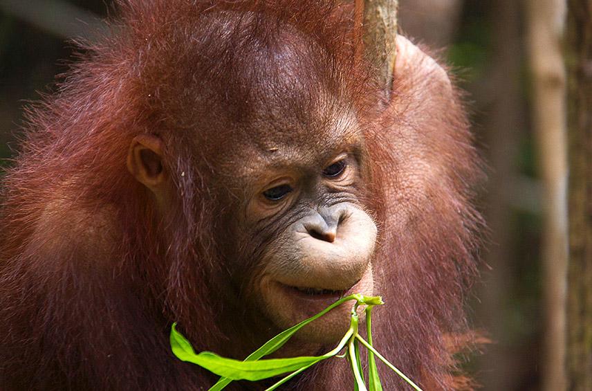 Pongo pygmaeus, Bornean orangutan • Loro Parque Fundación