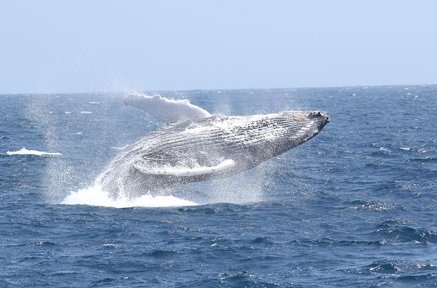 Megaptera novaengliae, Yubarta • Loro Parque Fundación