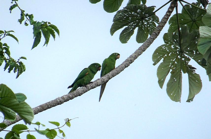 Amazona ventralis, Dominican Republic Hispaniolan Amazon • Loro Parque ...