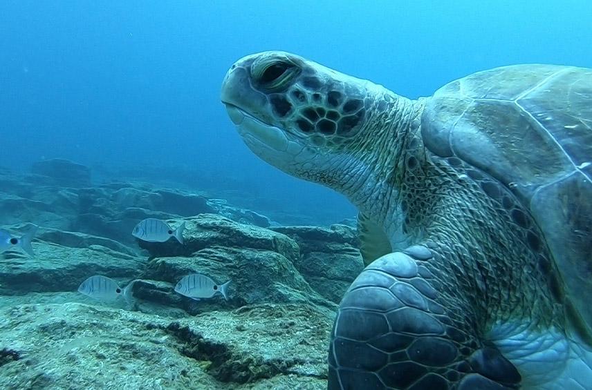 Chelonia mydas, Green sea turtle • Loro Parque Fundación