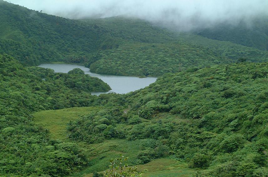 Amazona imperialis, Imperial Parrot • Loro Parque Fundación