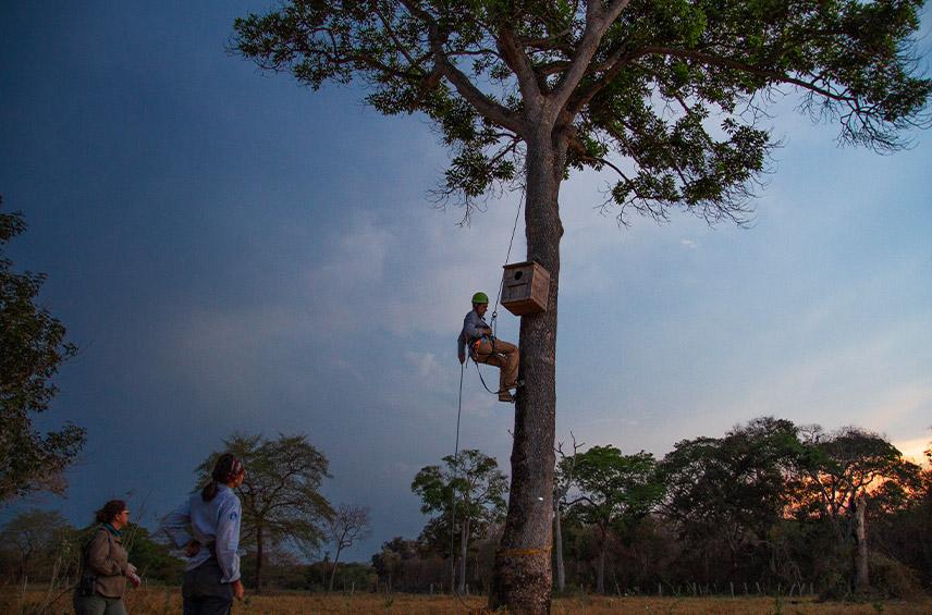 Anodorhynchus hyacintinus, Hyazinth-Ara • Loro Parque Fundación