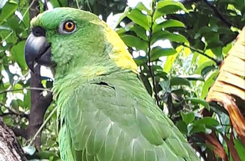 Amazona auropalliata , Loro real de nuca amarilla • Loro Parque Fundación
