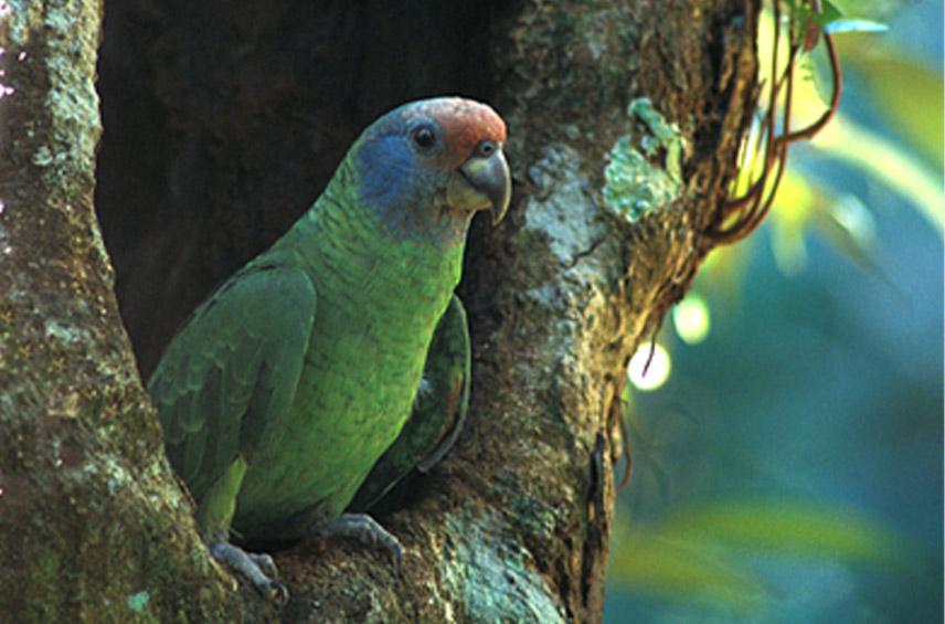 Amazona brasiliensis, Red-tailed Amazon • Loro Parque Fundación