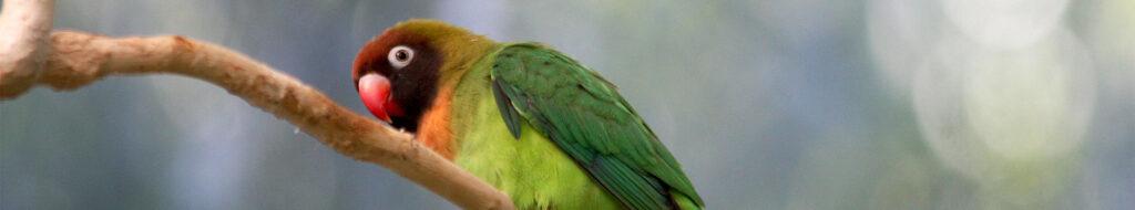 Agapornis nigrigenis, Inseparable Cachetón • Loro Parque Fundación