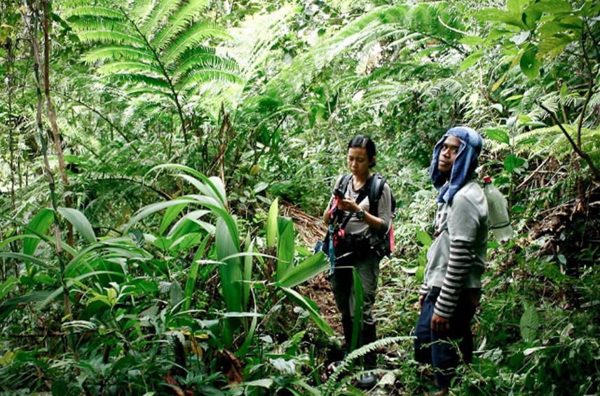 Prioniturus luconensis, Green racket-tail • Loro Parque Fundación