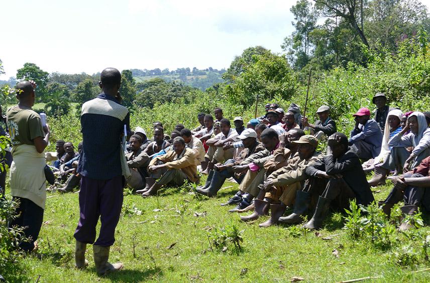 Poicephalus flavifrons, Yellow-fronted Parrot • Loro Parque Fundación