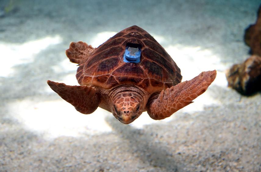 Caretta caretta, Tortuga boba • Loro Parque Fundación