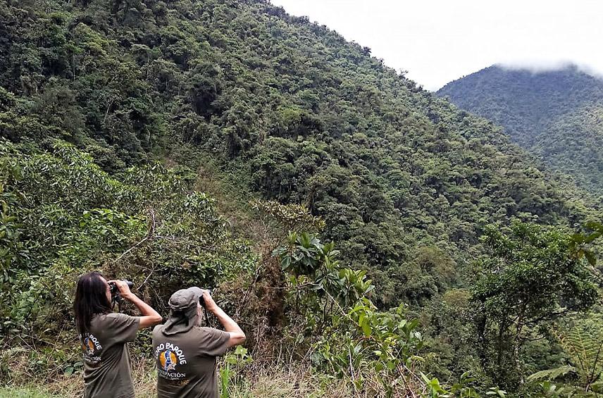 Neotropical Parrots • Loro Parque Fundación