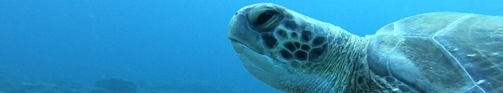 Chelonia mydas, Green sea turtle • Loro Parque Fundación