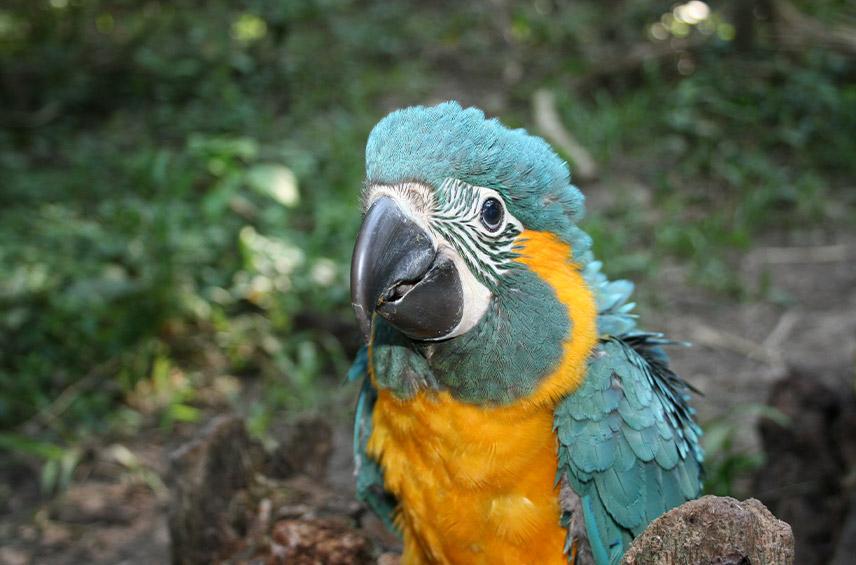Ara glaucogularis, Guacamayo barbazul • Loro Parque Fundación