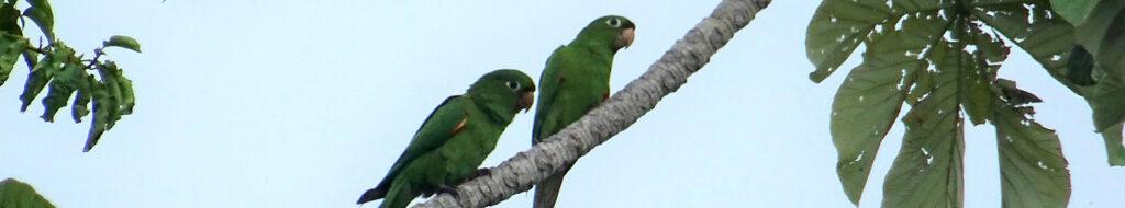 Amazona ventralis, Dominican Republic Hispaniolan Amazon • Loro Parque ...