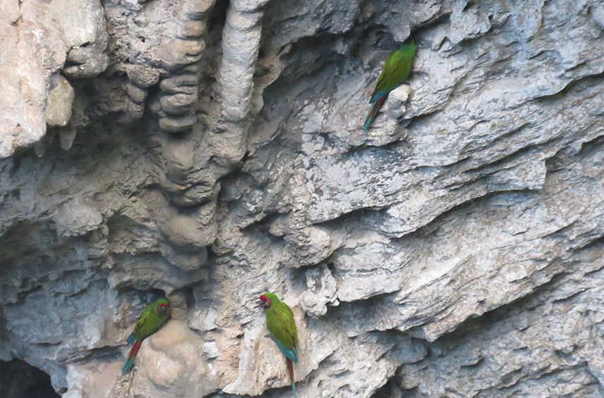 Ara militaris, Guacamayo militar • Loro Parque Fundación
