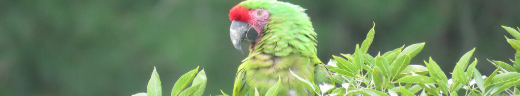 Ara militaris, Guacamayo militar • Loro Parque Fundación