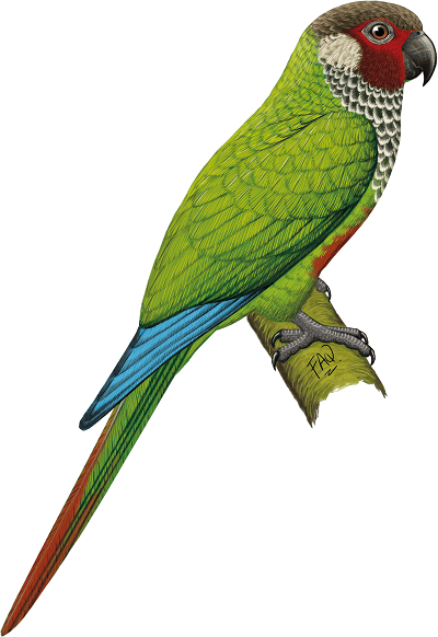 Pyrrhura picta subandina, Lorito del Sinú • Loro Parque Fundación